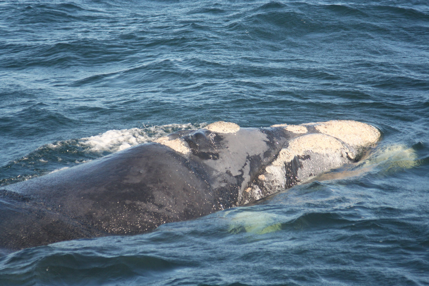 Southern Right Whales — The Gentle Giants of Hermanus - Hermanus Whale ...