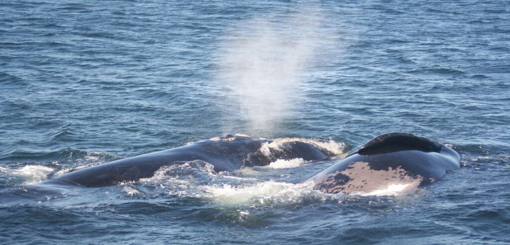 Southern Right Whales — The Gentle Giants of Hermanus - Hermanus Whale ...